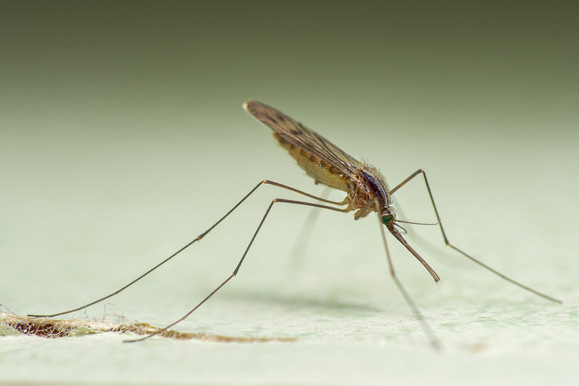 Mosquito-borne diseases: an increasing risk in Europe