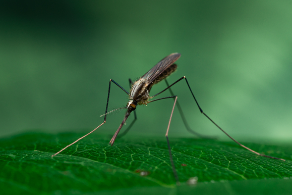 Mosquito-borne diseases: an increasing risk in Europe