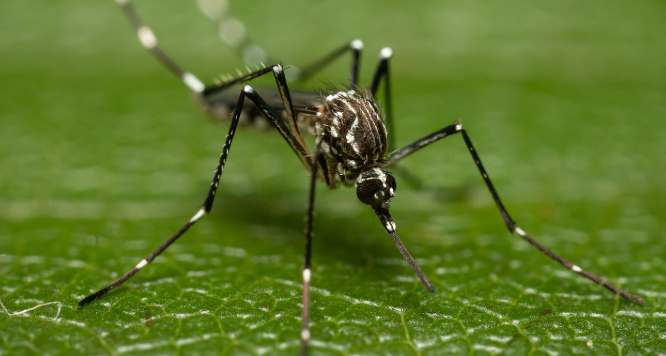 World Mosquito Day 2025: Europe sets new records for mosquito-borne ...