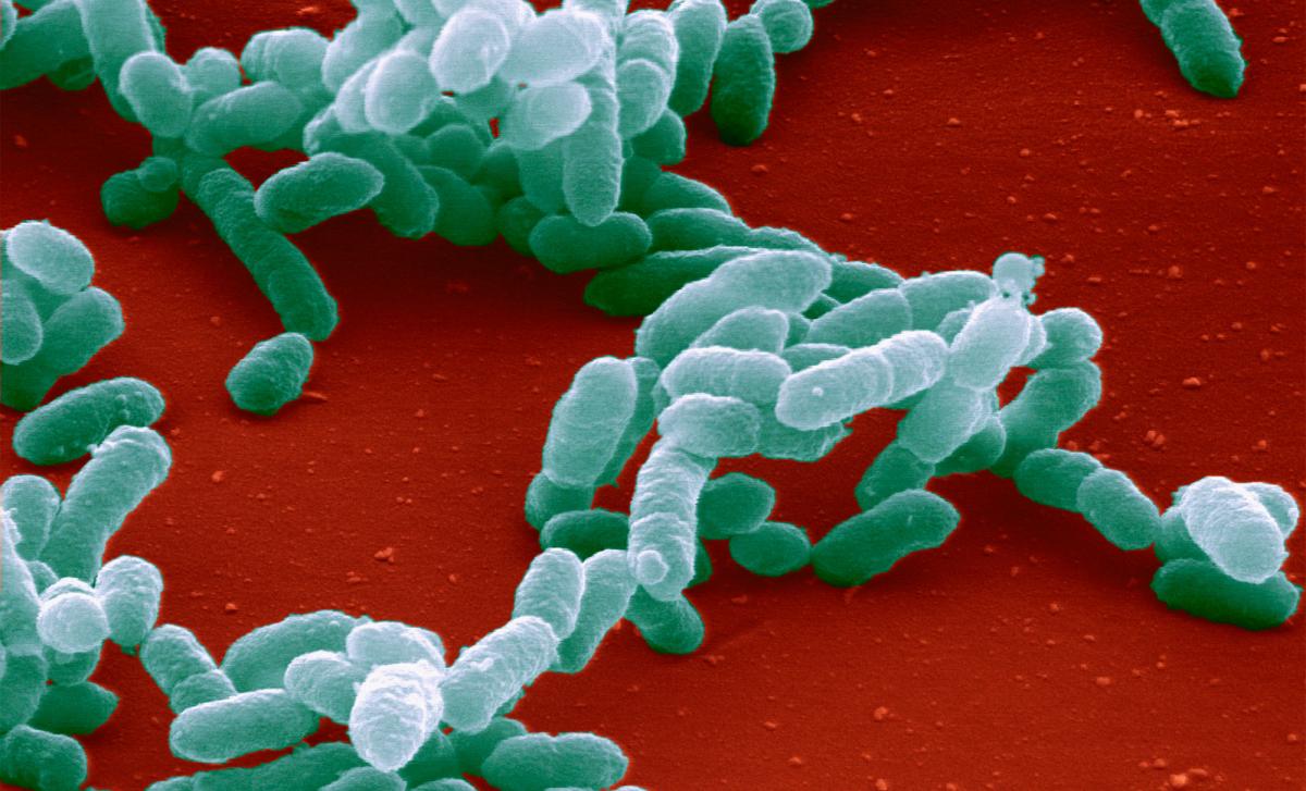 Invasive Haemophilus influenzae disease: 2022 annual report shows ...