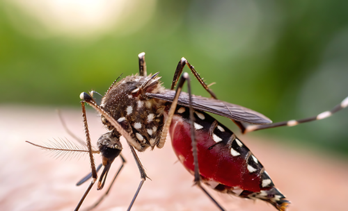 Seasonal surveillance of dengue in the EU/EEA